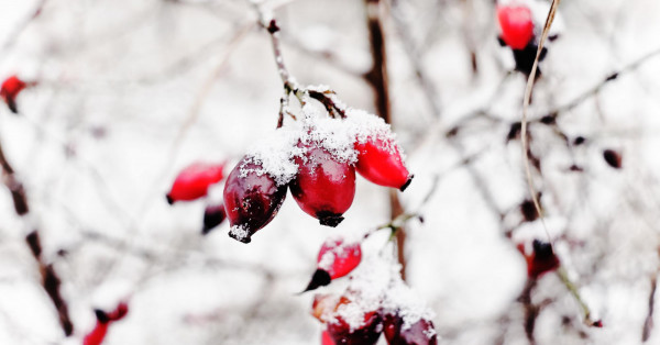 „Izzik a galagonya ruhája” – Mindent a csipkebogyóról | egy.hu