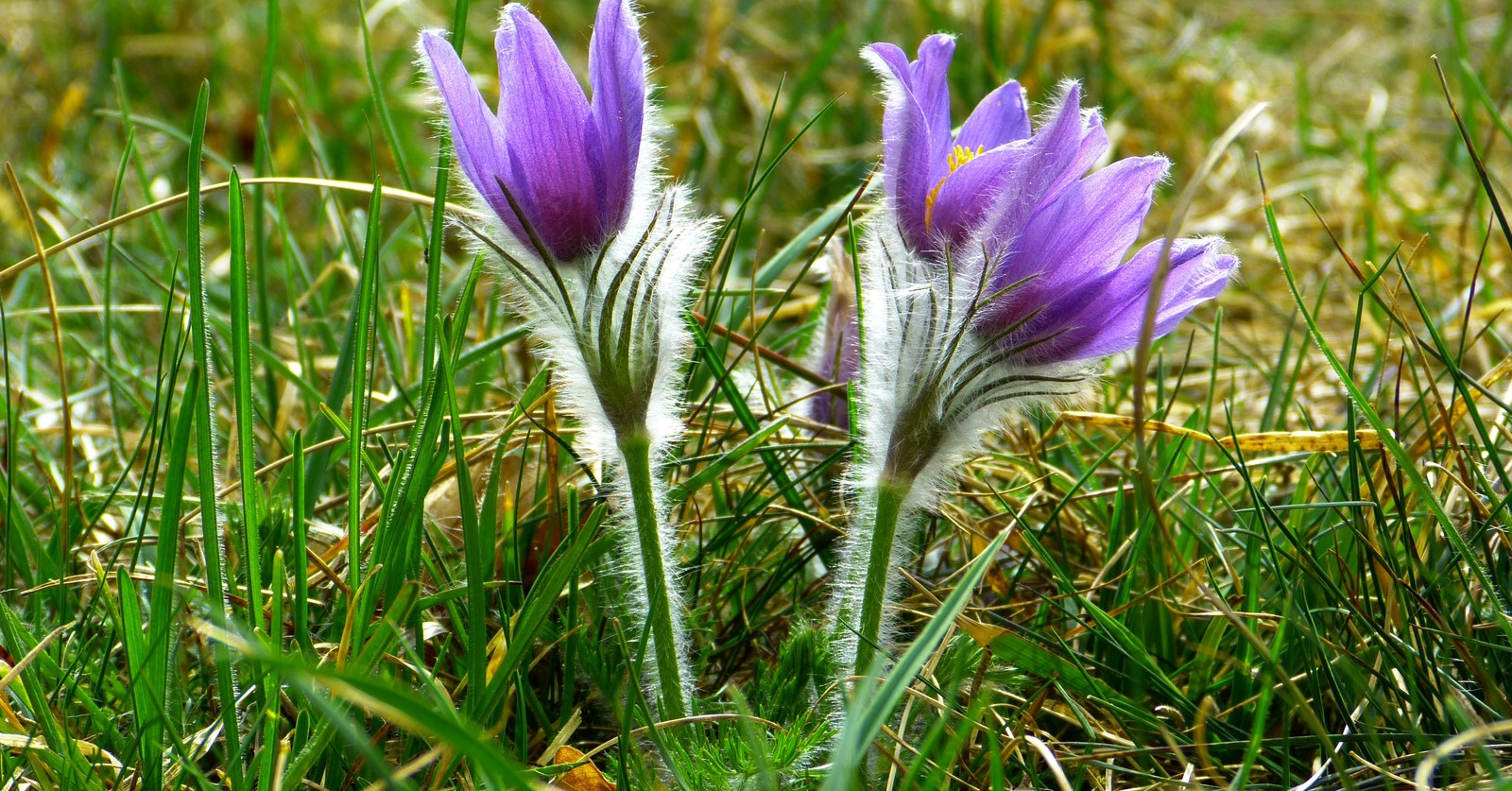 Ne hagyjuk veszni a magyar kert hagyományos virágait! | egy.hu