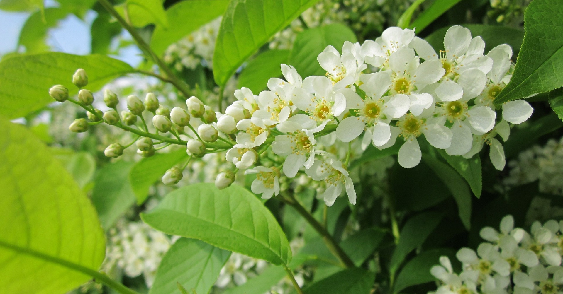 Magyar nemesítésű díszfák, díszcserjék | egy.hu
