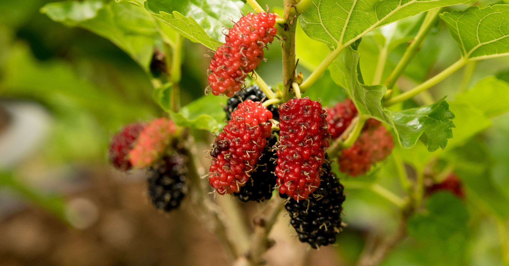 „Apró, gömbös szemecskéi úgy ragyognak, mintha ékkövekből volnának ...