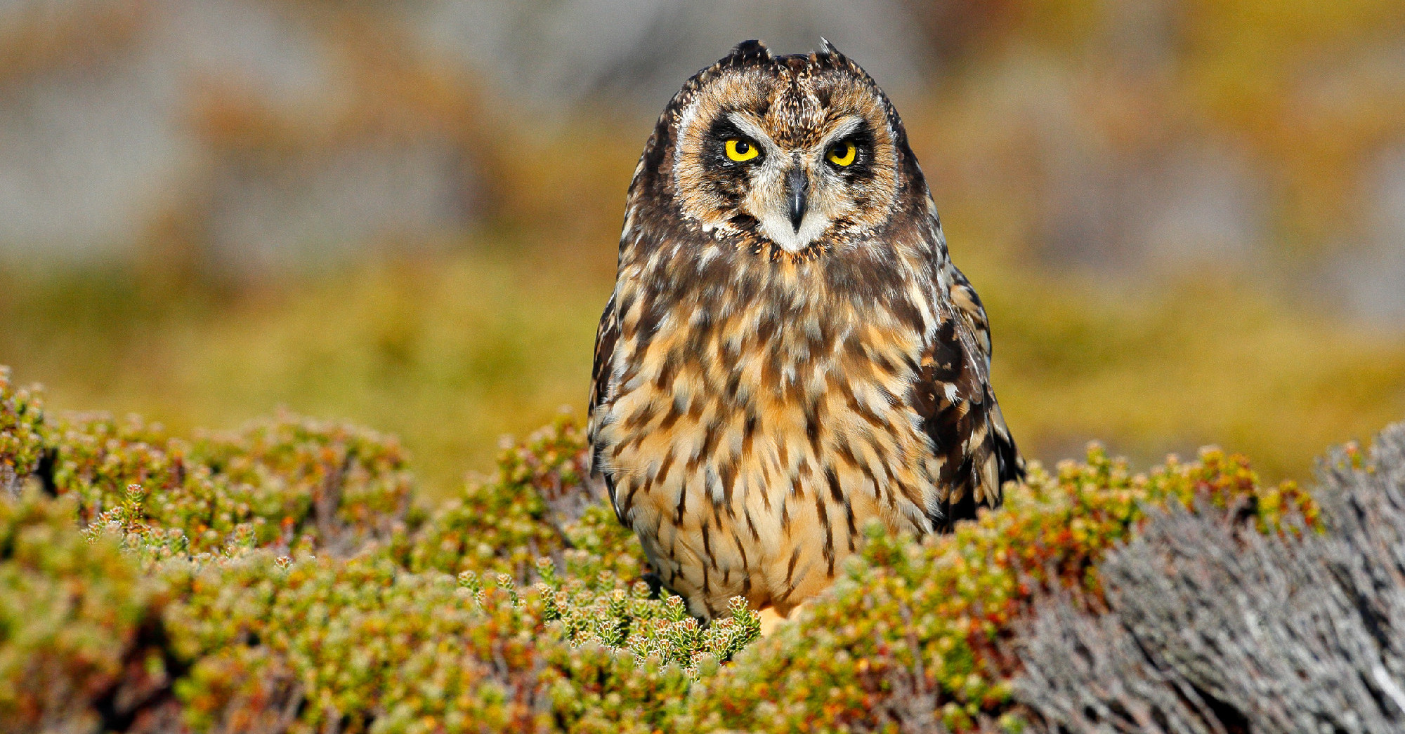Magyarország madarai: a réti fülesbagoly | egy.hu