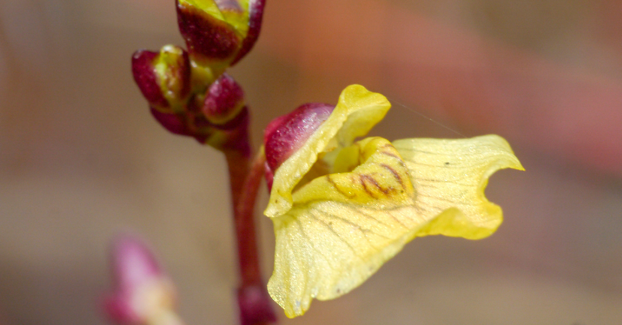Védett növények: a húsevő lápi rence | egy.hu